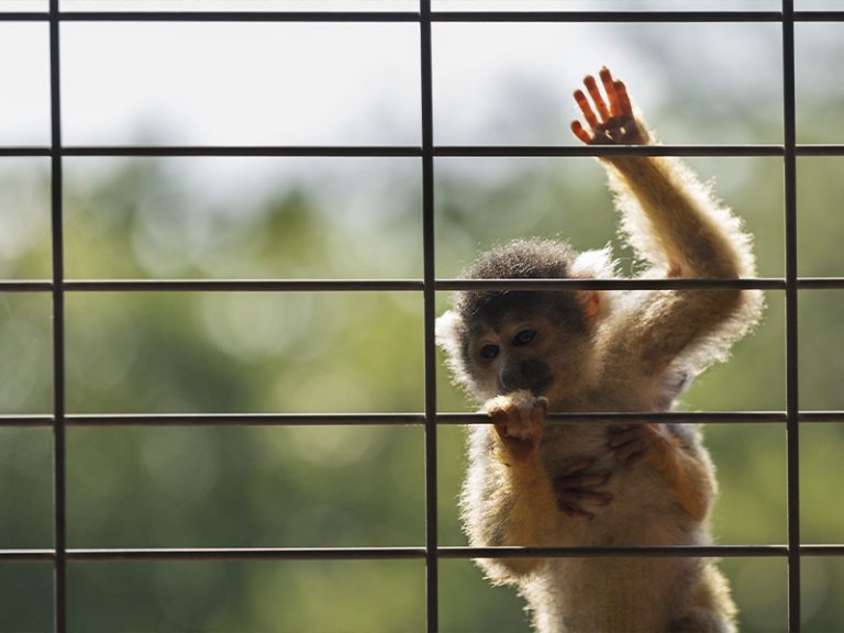 The best iron zoo fence types and models in Las Vegas